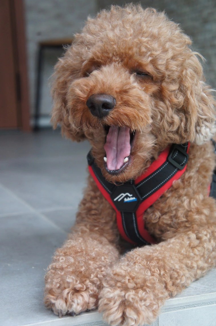 Zero Harness – Hakusan