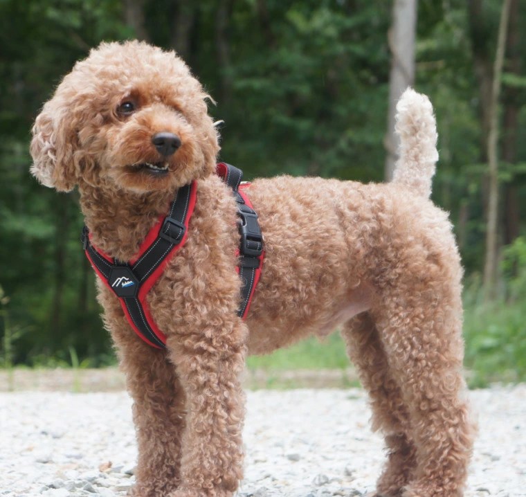 Zero Harness – Hakusan