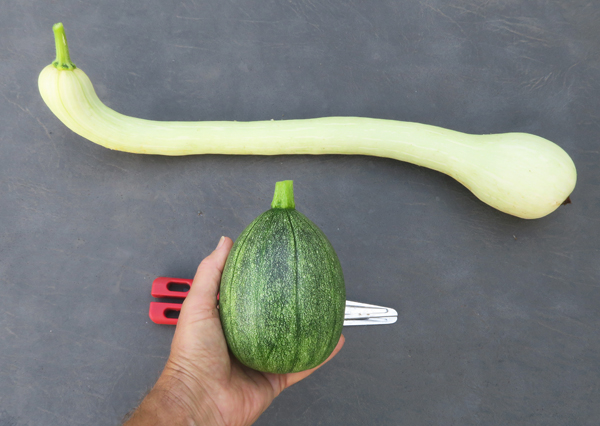 Are Zucchini Poisonous are-zucchini-poisonous
