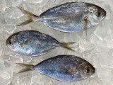 Fresh Whole Butterfish Harbor Fish Market