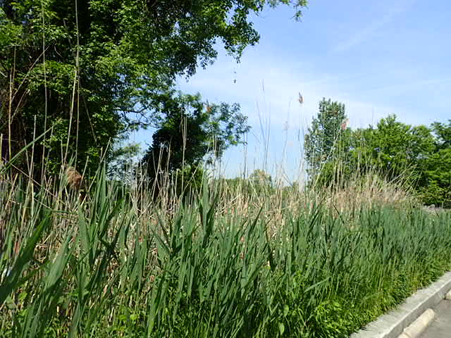 Build a Reed Boat With Us! | HarborLAB