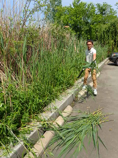 Build a Reed Boat With Us! | HarborLAB