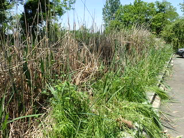 Build a Reed Boat With Us! | HarborLAB