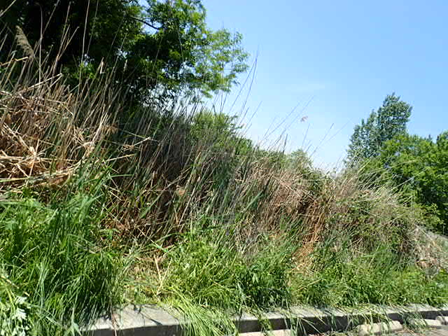 Build a Reed Boat With Us! | HarborLAB