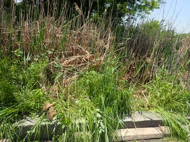 Build a Reed Boat With Us! | HarborLAB