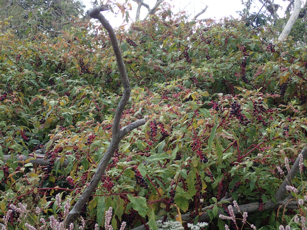 The Wonders of Pokeweed | HarborLAB