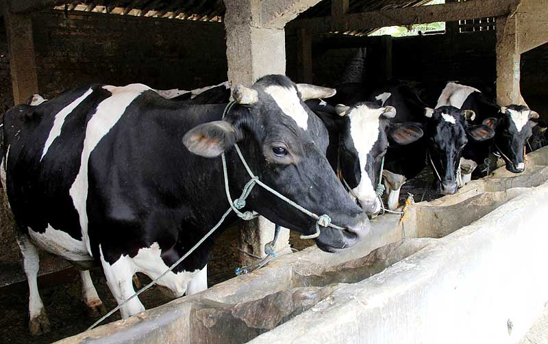 Info Terbaru Harga Sapi Perah (Bibit dan Dewasa) – Daftar Harga & Tarif ...