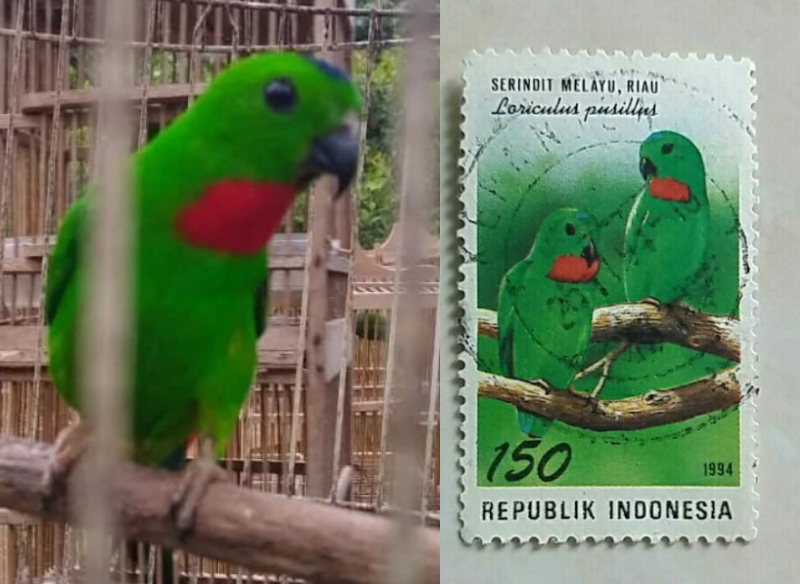 Harga Burung Serindit (Jantan, Betina, Bakalan, Gacor) Terkini – Daftar ...