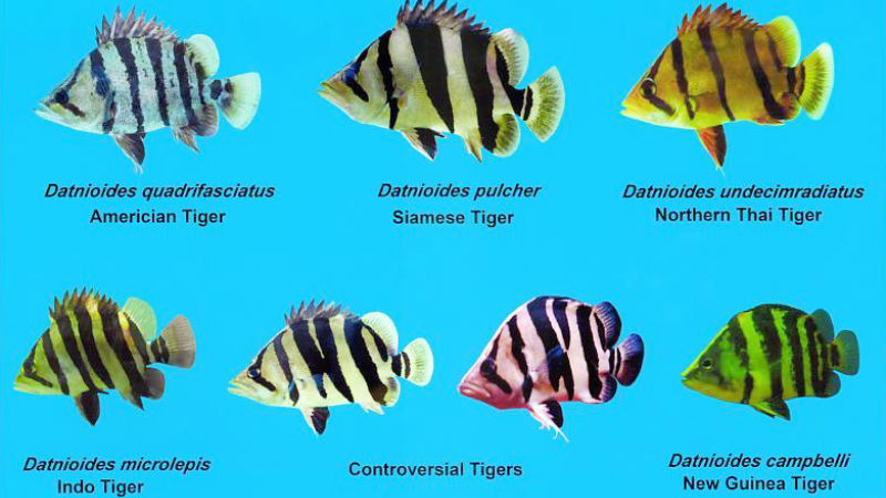 Cara Budidaya dan Harga Ikan Tiger Fish – Daftar Harga & Tarif 2023