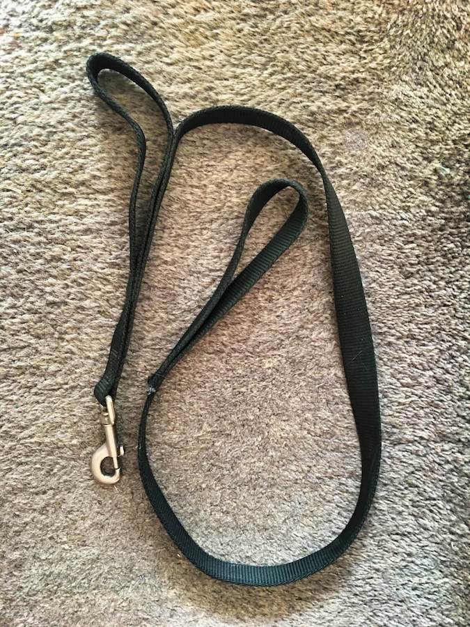 Leashes for traveling with Great Danes - Have Dane will Travel