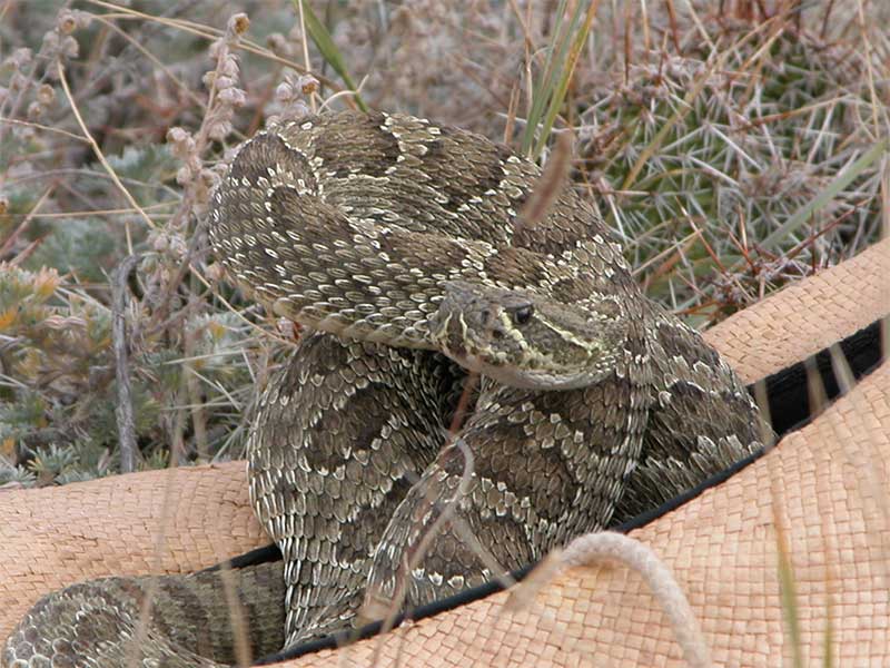 Bullsnakes vs Rattlesnakes | Have Snakes Will Travel