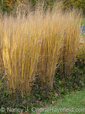 Hayefield
