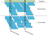 Variant Calling Variant Analysis