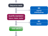 Analysis Workflow Transcriptomics Cb321qc