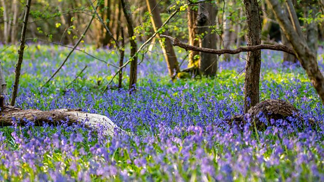Springwatch episode 11 2021 — HDclump