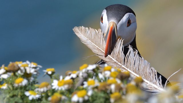 Springwatch episode 7 2021 — HDclump