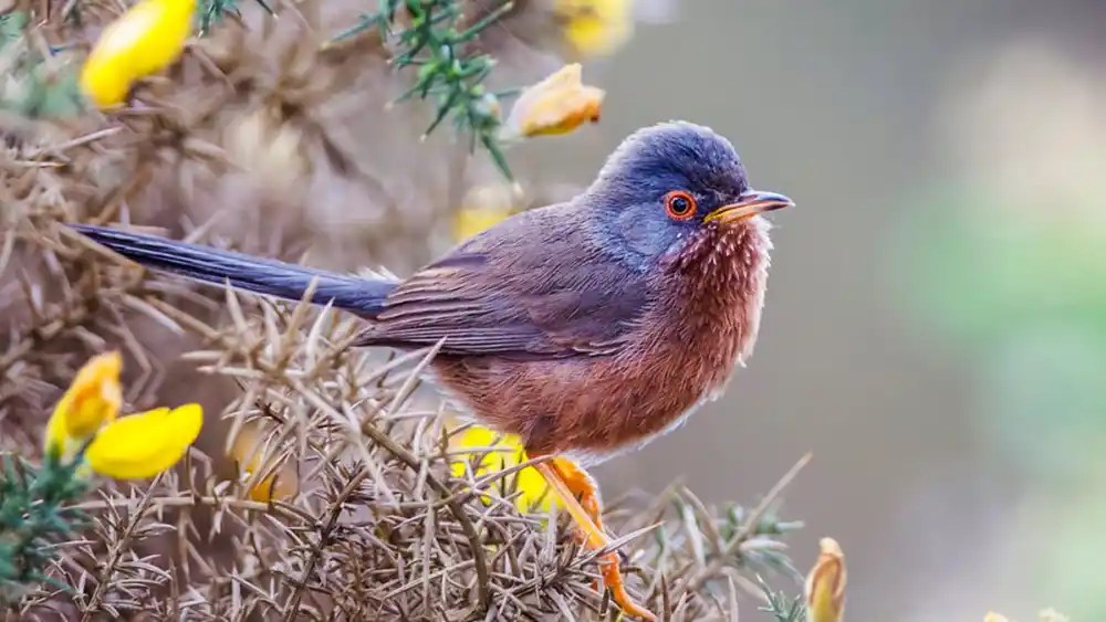 Springwatch 2023 episode 4 — HDclump - Nature