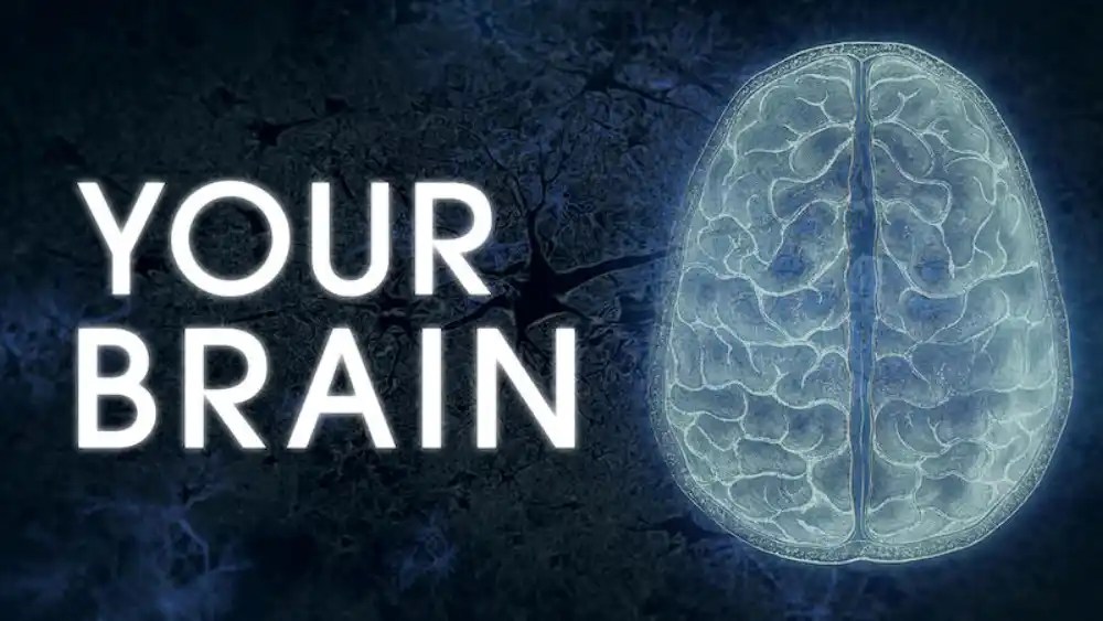 Your Brain episode 2 — HDclump
