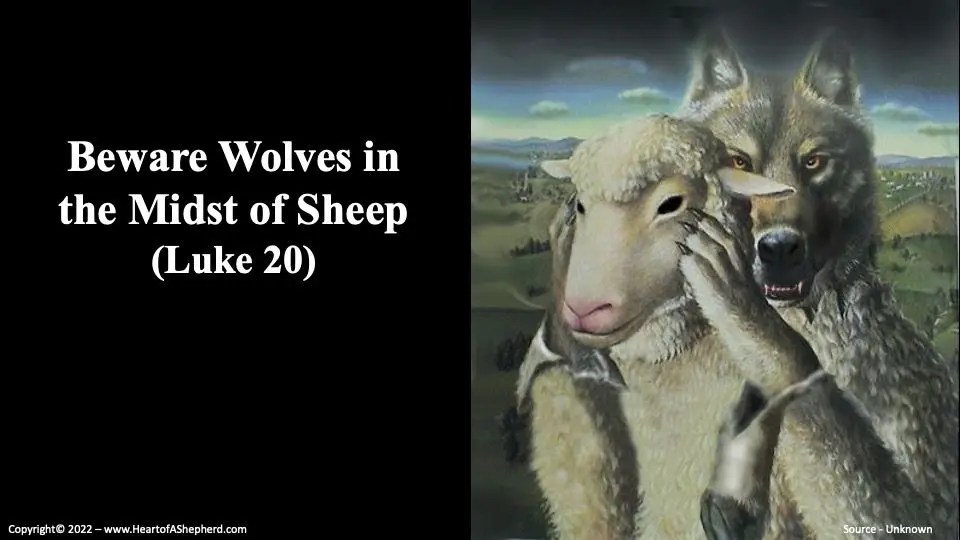 Beware Wolves in the Midst of Sheep (Luke 20) - "From The Heart of A ...