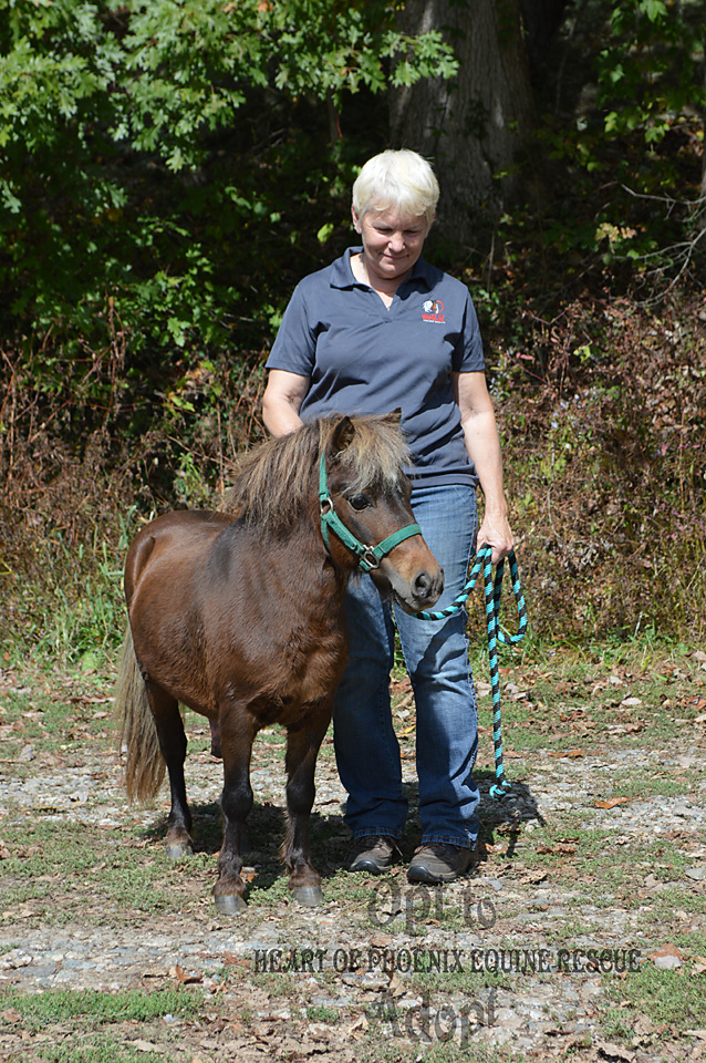 Heart of Phoenix MINIATURE Horses for Adoption - More than a Rescue: