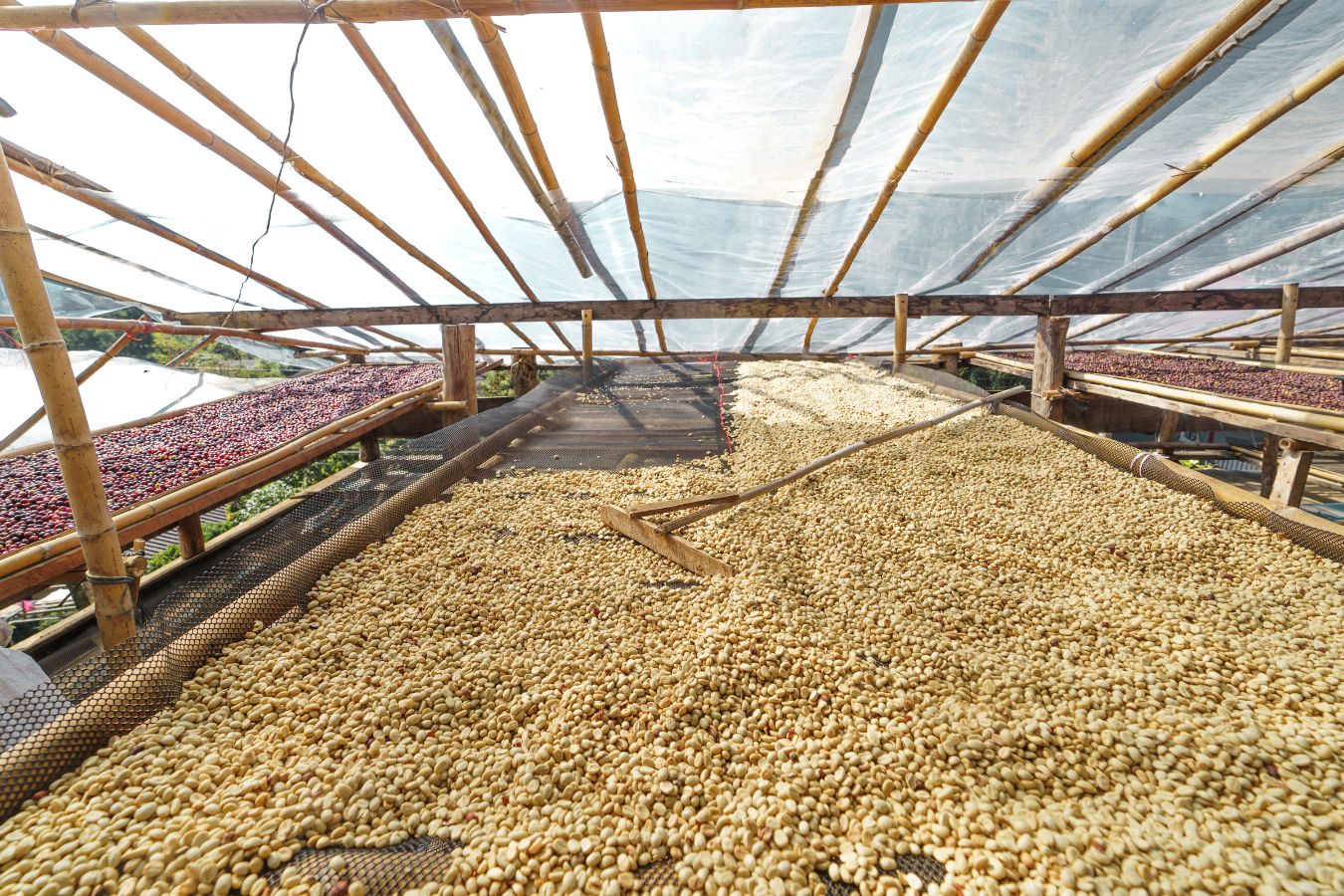 Coffee Processing: Everything You Never Skip - Helena Coffee Vietnam