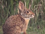 Swamp Rabbit Care Sheet Here Bunny
