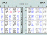 Dna Coding And Codons