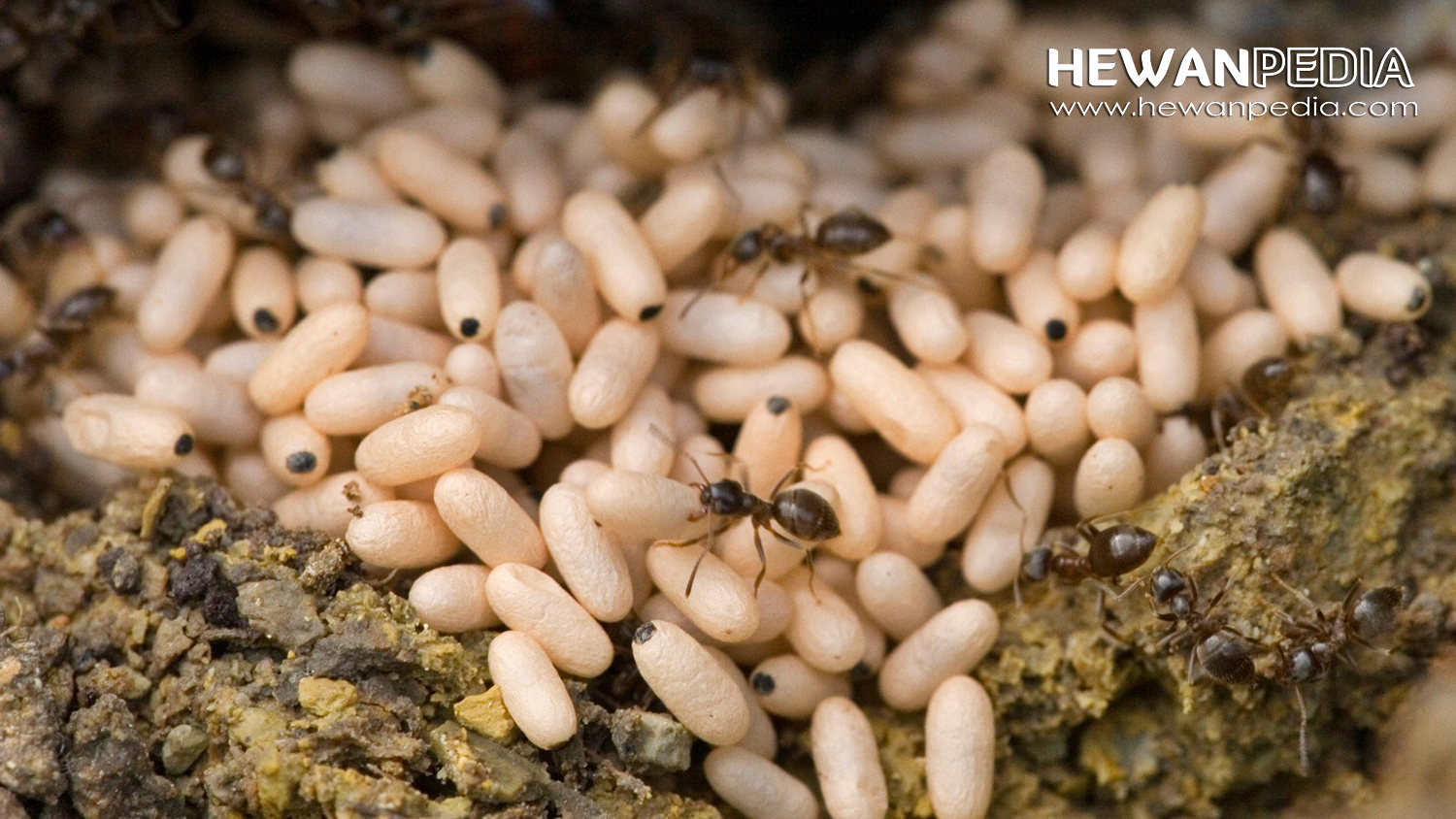 3 Jenis Makanan dan Minuman Semut RangRang untuk Budidaya - Hewanpedia