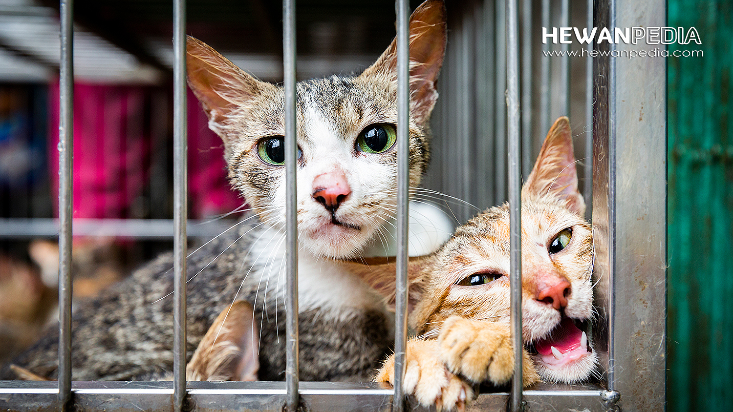 Apakah Daging Kucing Termasuk Halal atau Haram Menurut Islam? Ini ...