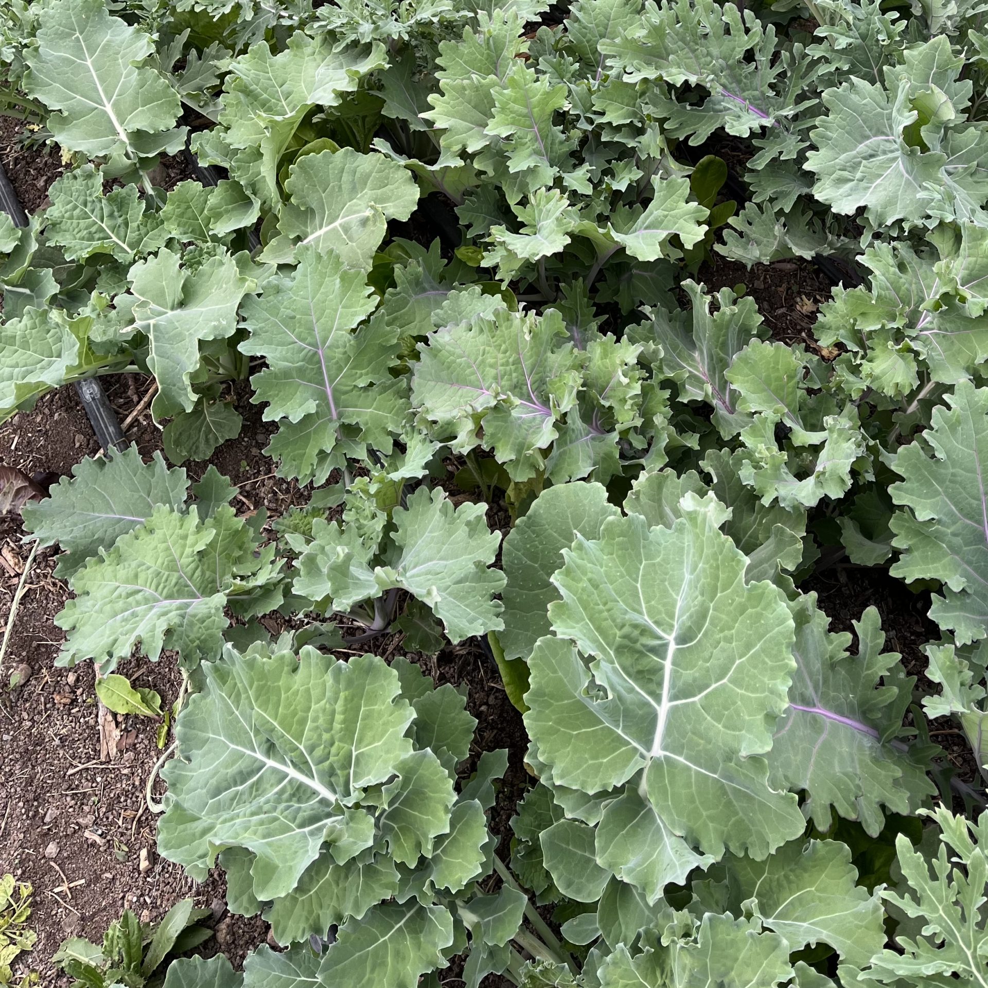 true-siberian-kale-high-desert-seed-gardens