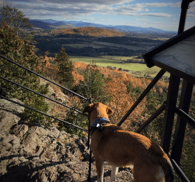 MOUNT PHILO STATE PARK - Hiking with Pups