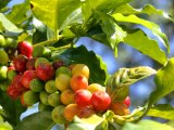Our Coffee Himalayan Java Coffee Nepali Coffee Brand