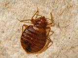 Do Bed Bugs Actually Fly Or Jump Home Garage Projects