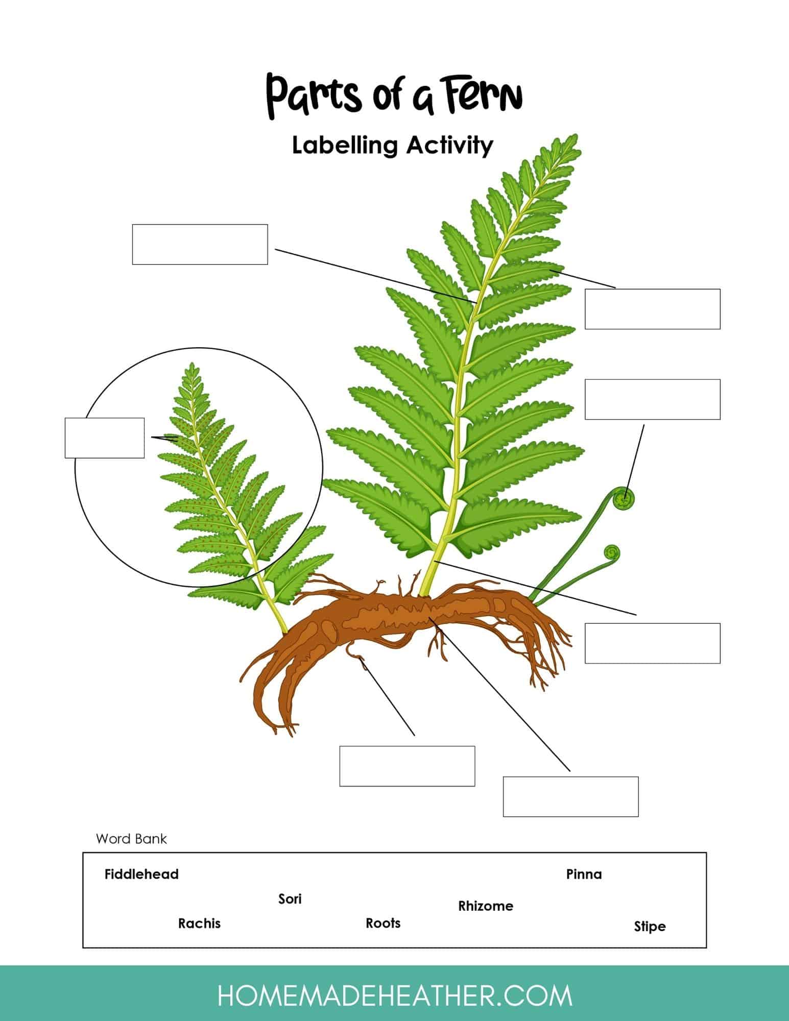 Free Fern Activity Printables » Homemade Heather