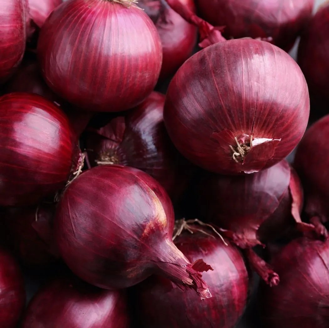 Onion – Round Red Of Florence | Hope Seeds