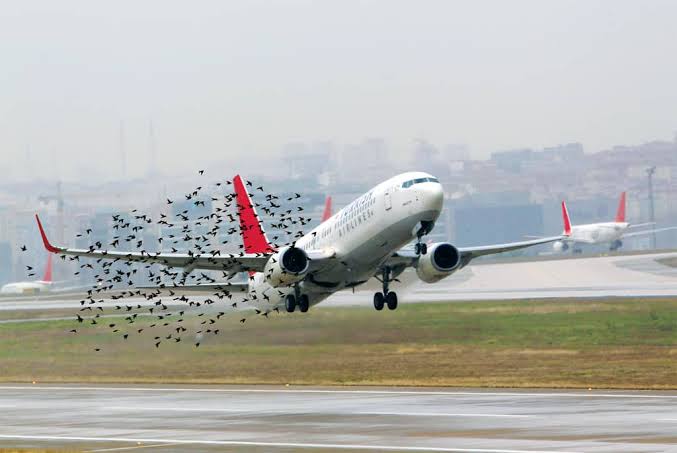 Common aviation hazards that affect the industry's growth — HSENations