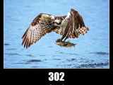 302 Found Http Status Code And Cats