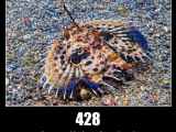 428 Precondition Required Http Status Code And Dogs