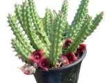 Cactus Suculenta Huernia Dragón Rojo Mercadolibre