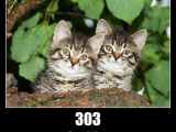 303 See Other Http Status Code And Cats