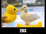 Http Status Ducks Api A Duck Image For Every Http Status Code