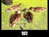 Http Status Ducks Api A Duck Image For Every Http Status Code