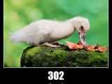 302 Found Http Status Code And Cats