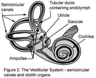 Vestibular System | Functions, Anatomy, Structure, Nervous Supply