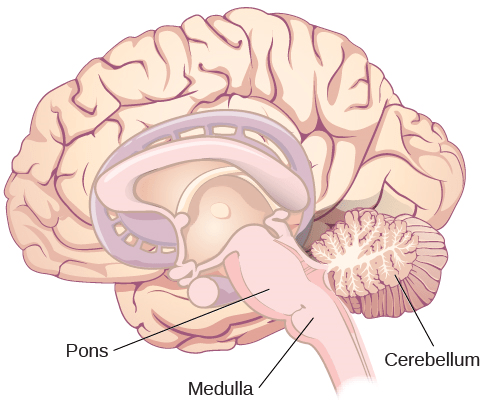 Medulla Oblongata | Function, Location, Structure & Summary