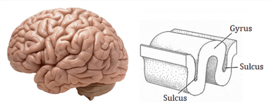 Central sulcus | Summary, Structural Components, Development