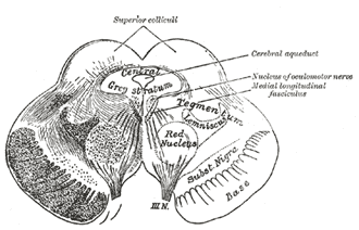 Ventral Tegmental Area (VTA) | Location, Structure, Function