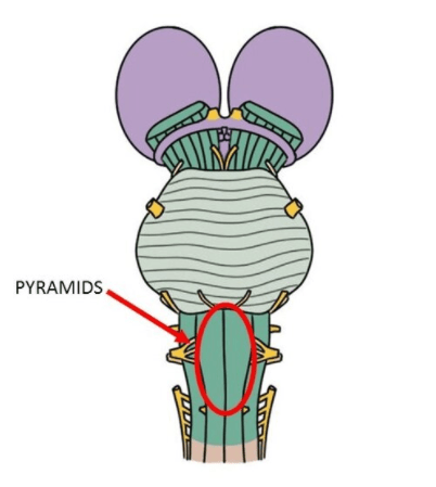 Medullary Pyramids | Summary, Location, Structure & Function