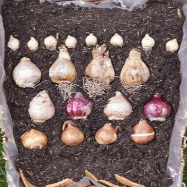 Bulb Lasagne Humphreys Garden