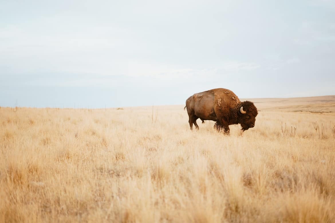 Bison Hunting Trips | Book Online | HuntAnywhere.com